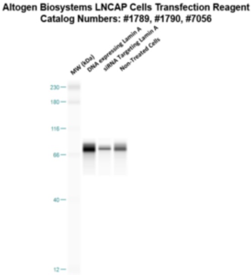 LNCaP Transfection - LNCAP CELL LINE